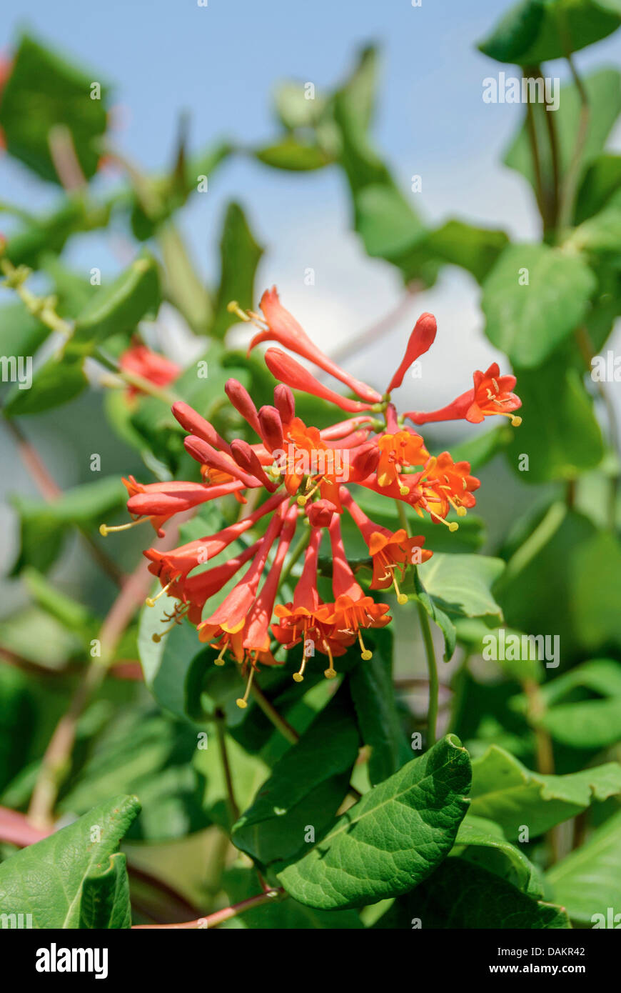 Dropmore Scarlet Honeysuckle (Lonicera brownii 'Dropmore Scarlet ...