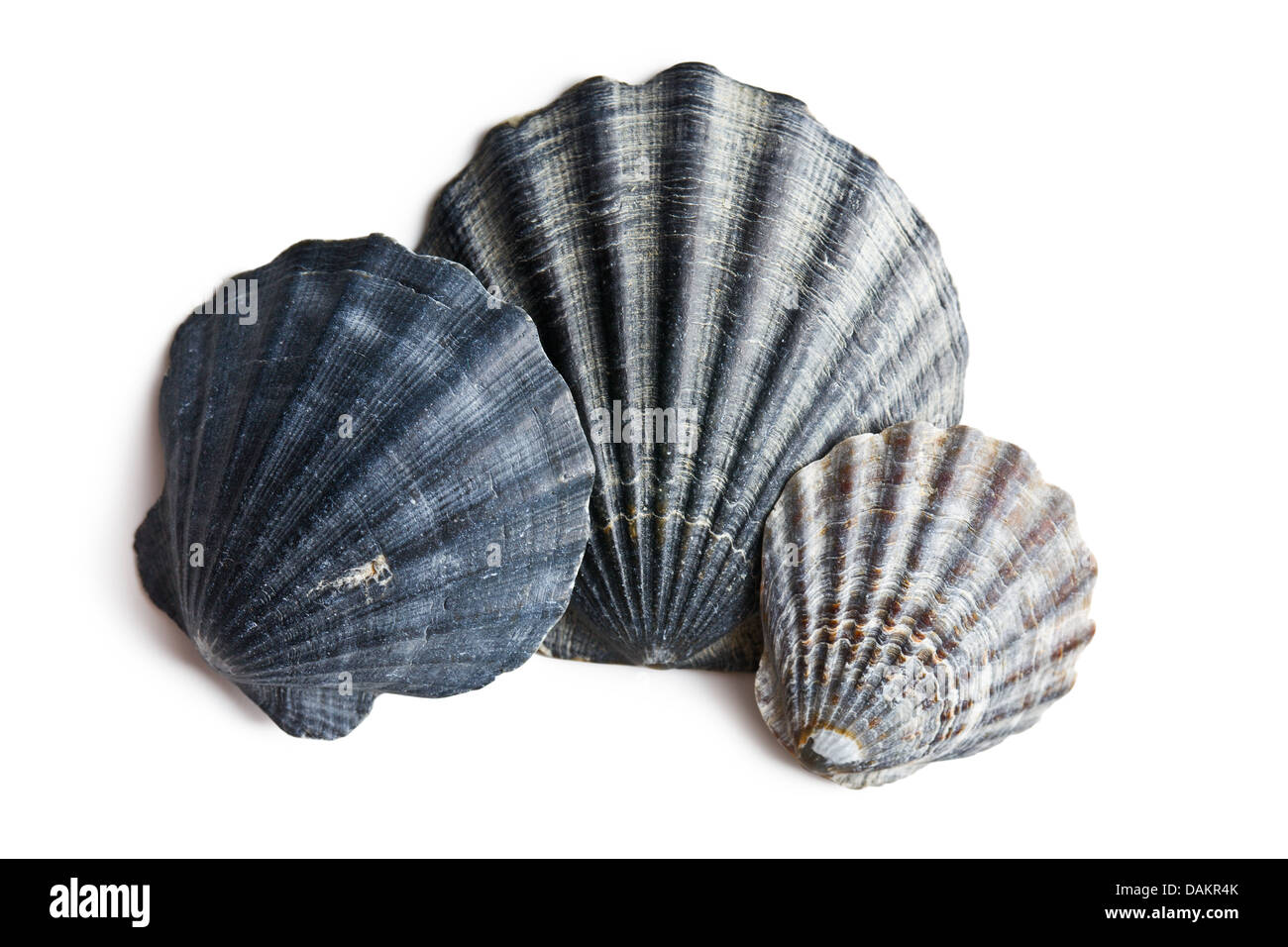 sea shells on white background Stock Photo - Alamy