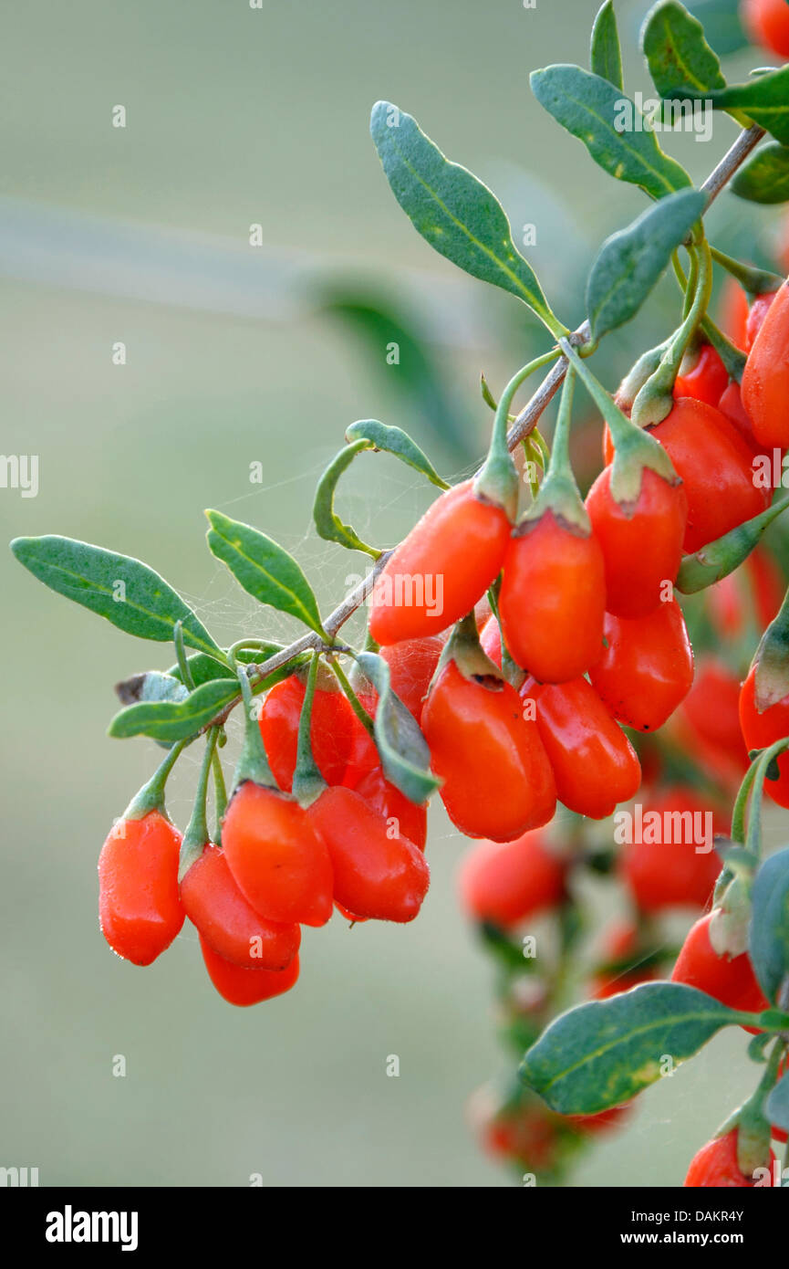 Chinese wolfberry, Chinese boxthorn, Himalayan goji (Lycium barbarum ...