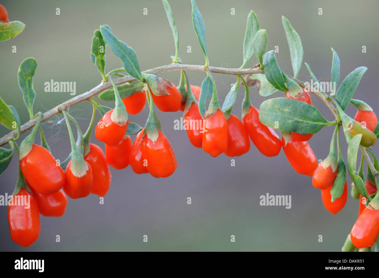 Chinese Wolfberry Stock Photos & Chinese Wolfberry Stock Images - Alamy
