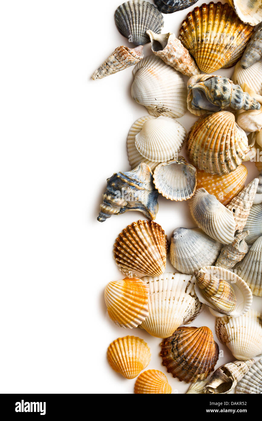 sea shells on white background Stock Photo - Alamy