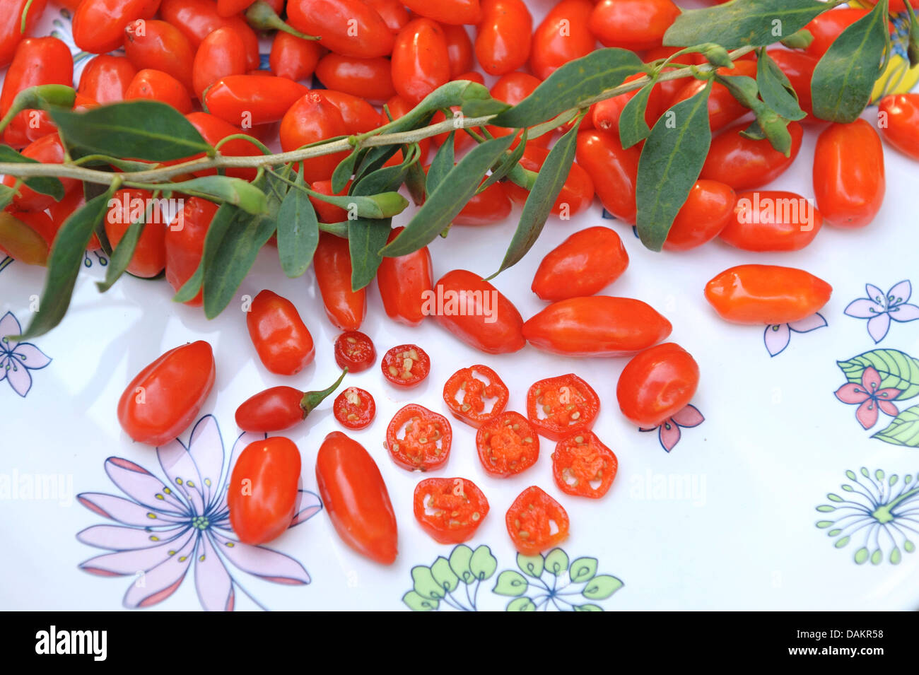 Chinese wolfberry, Chinese boxthorn, Himalayan goji (Lycium barbarum ...