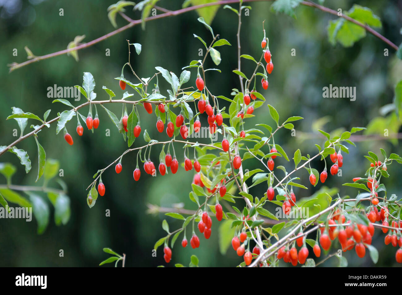 Chinese wolfberry, Chinese boxthorn, Himalayan goji (Lycium barbarum ...
