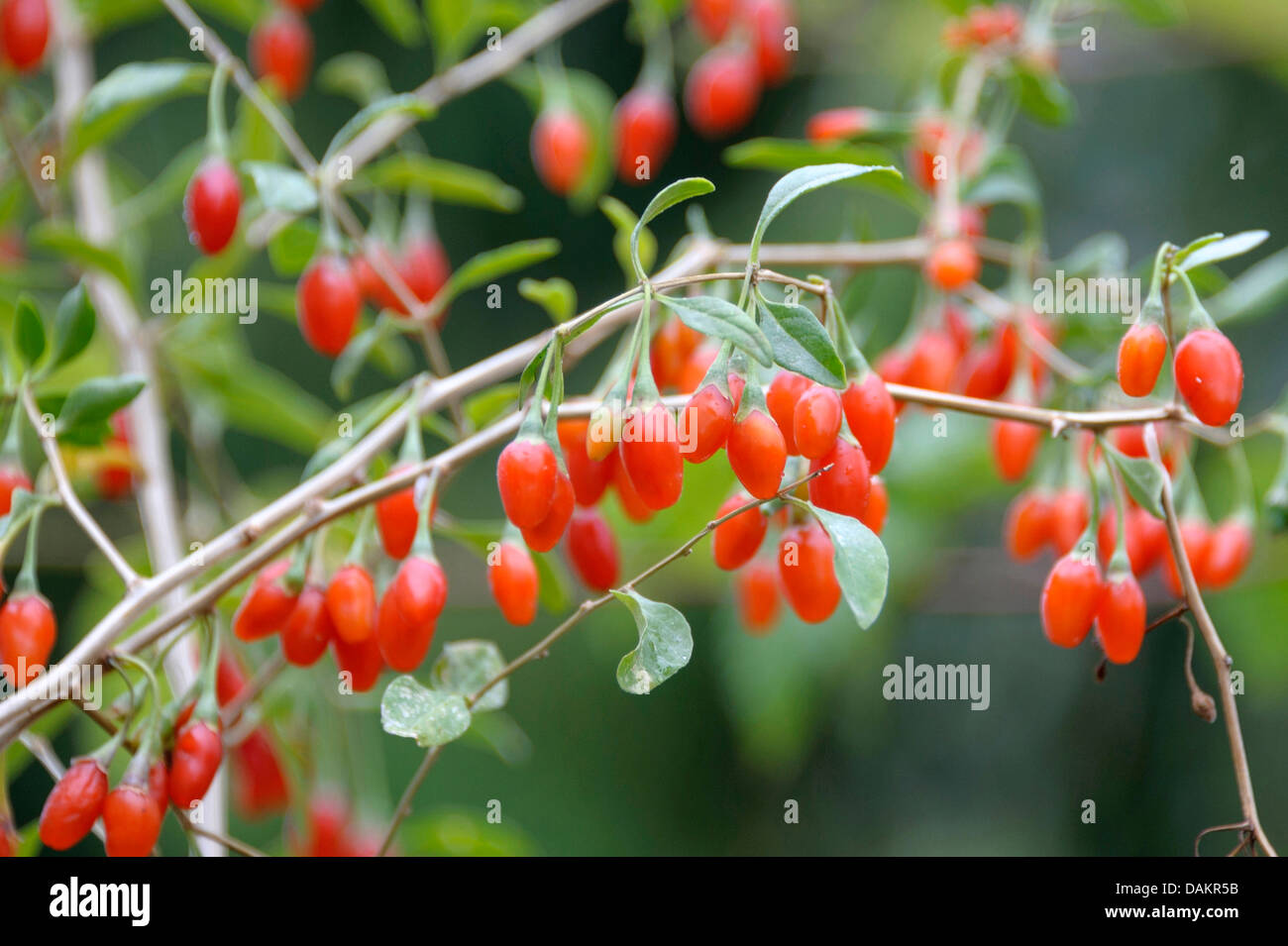 Chinese wolfberry, Chinese boxthorn, Himalayan goji (Lycium barbarum ...
