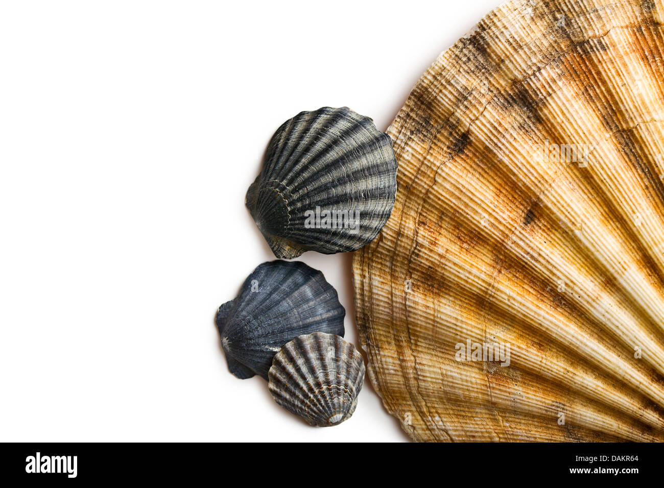 sea shells on white background Stock Photo - Alamy