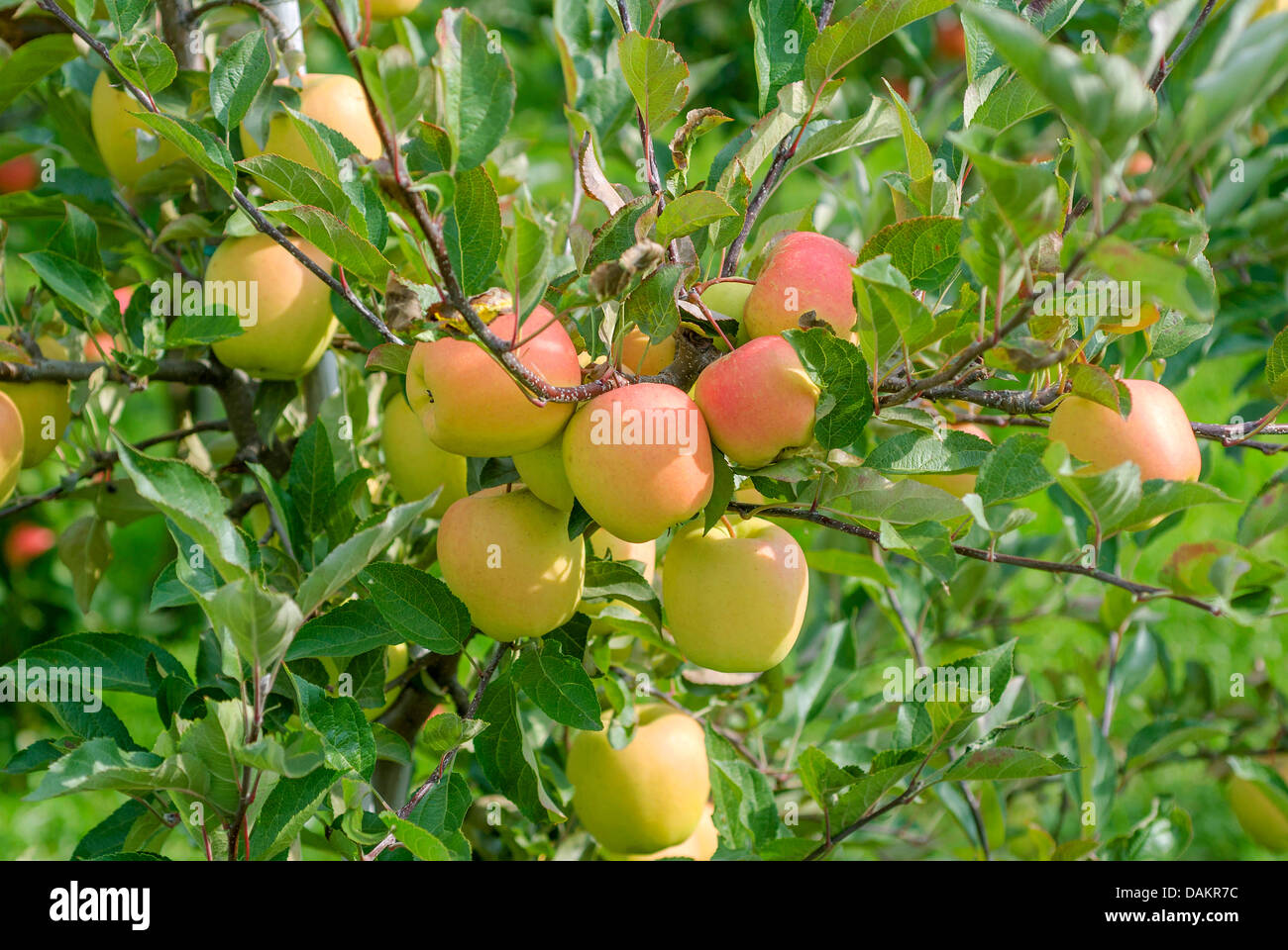 apple tree (Malus domestica 'Iduna', Malus domestica Iduna), cultivar ...