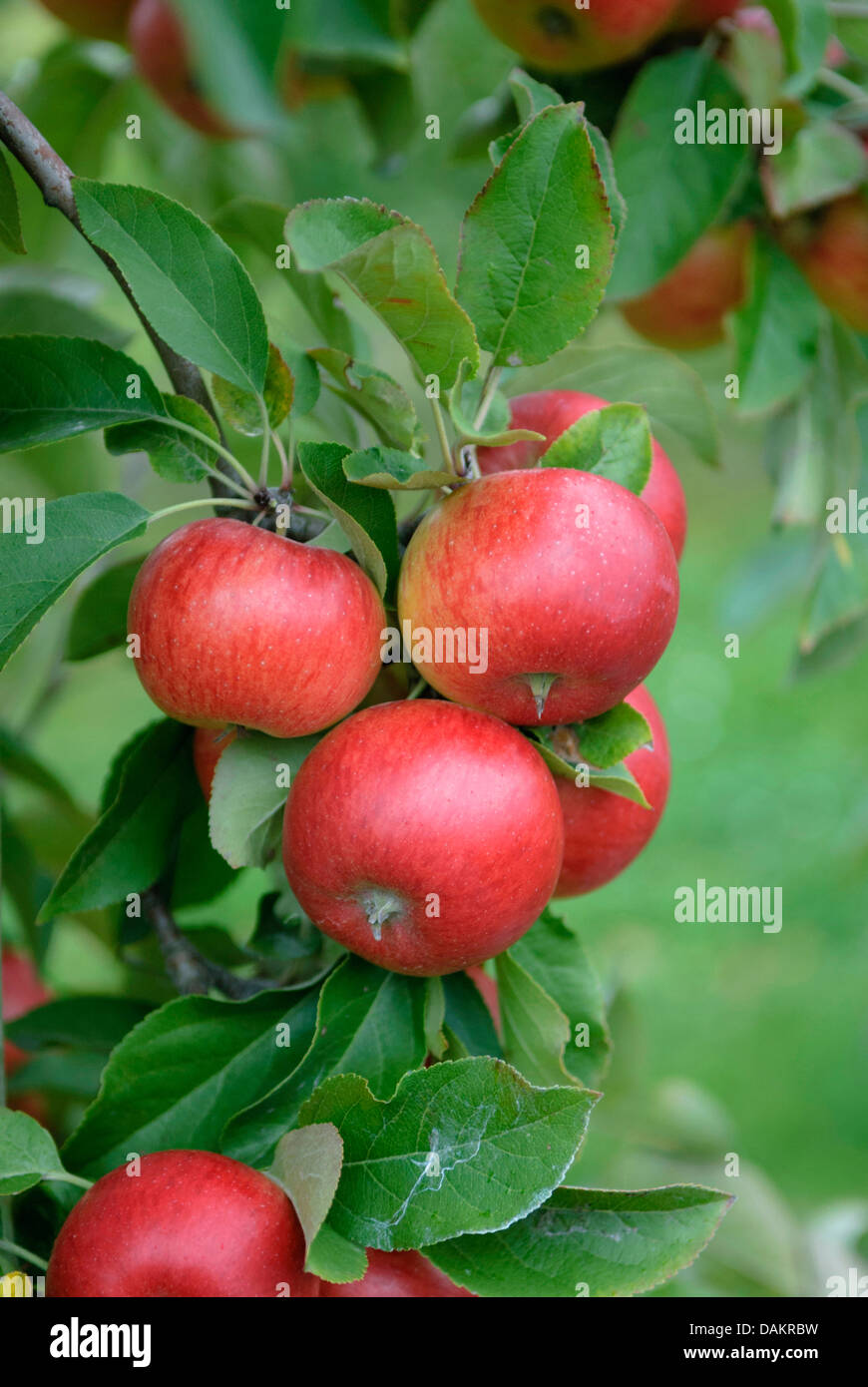 Cultivar topaz hi-res stock photography and images - Alamy