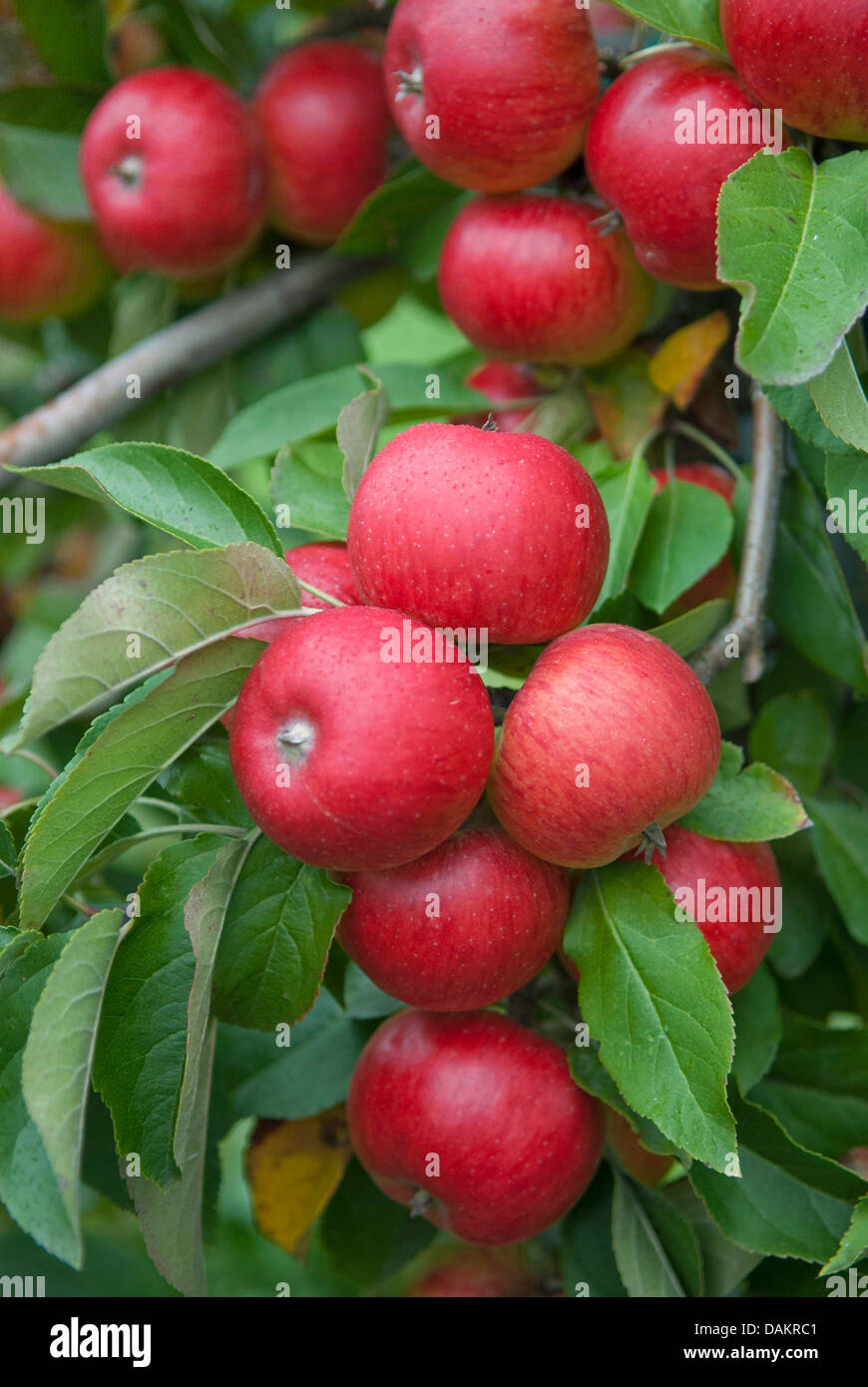 apple tree (Malus domestica 'Topaz', Malus domestica Topaz), cultivar ...