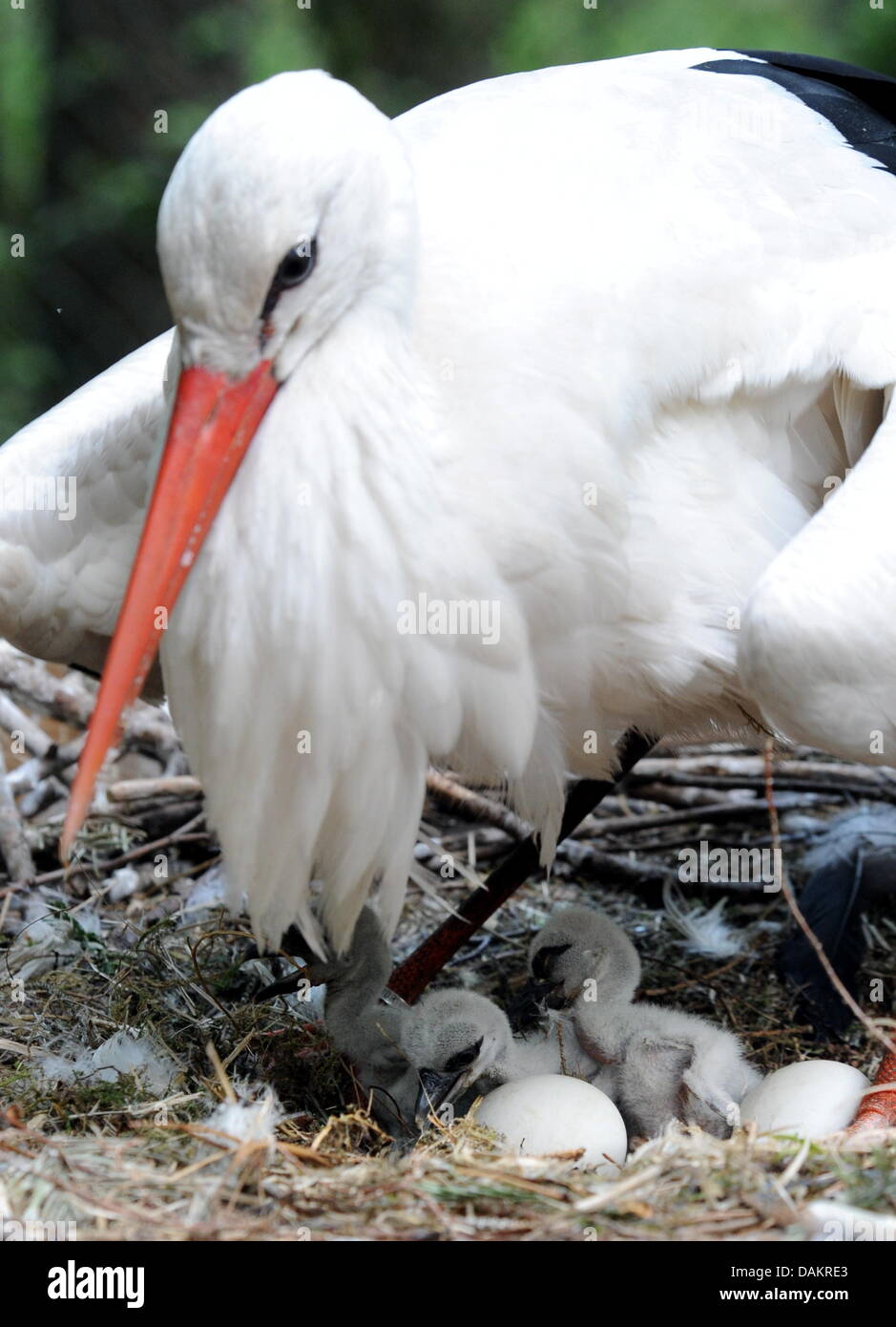 Three little storks sit in their nest at the Wildlife Park Eekholt near ...