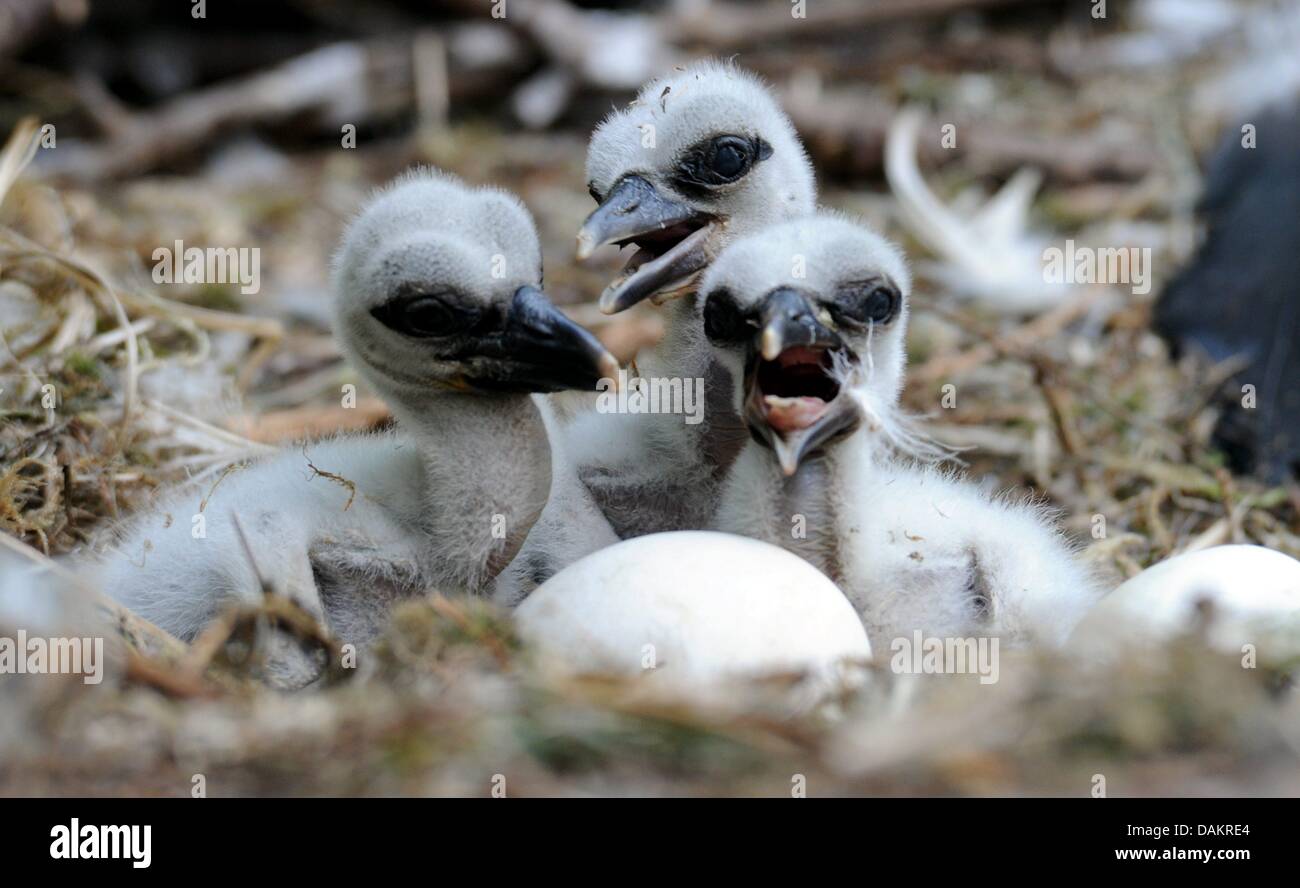 Three little storks sit in their nest at the Wildlife Park Eekholt near ...