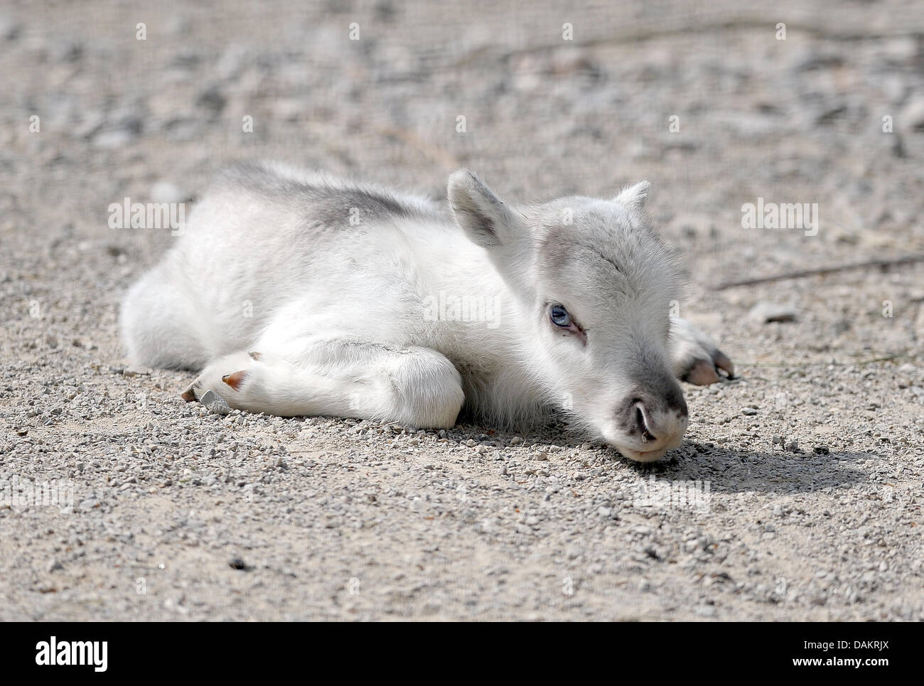 The newborn male reindeer 'Vinur' lies at the enclosure at the zoo in ...