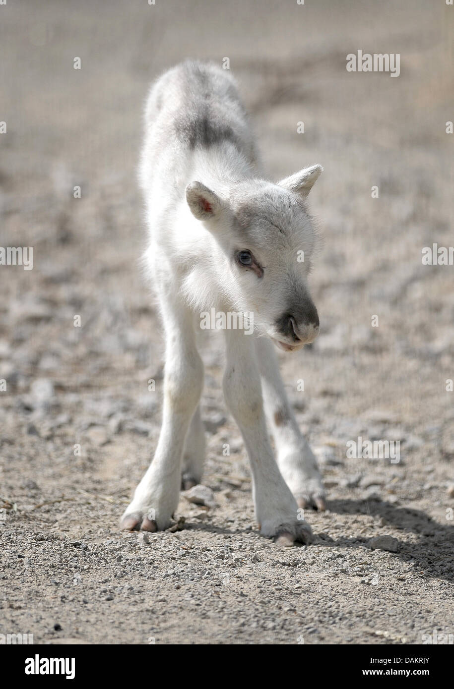 The newborn male reindeer 'Vinur' stands at the enclosure at the zoo in ...