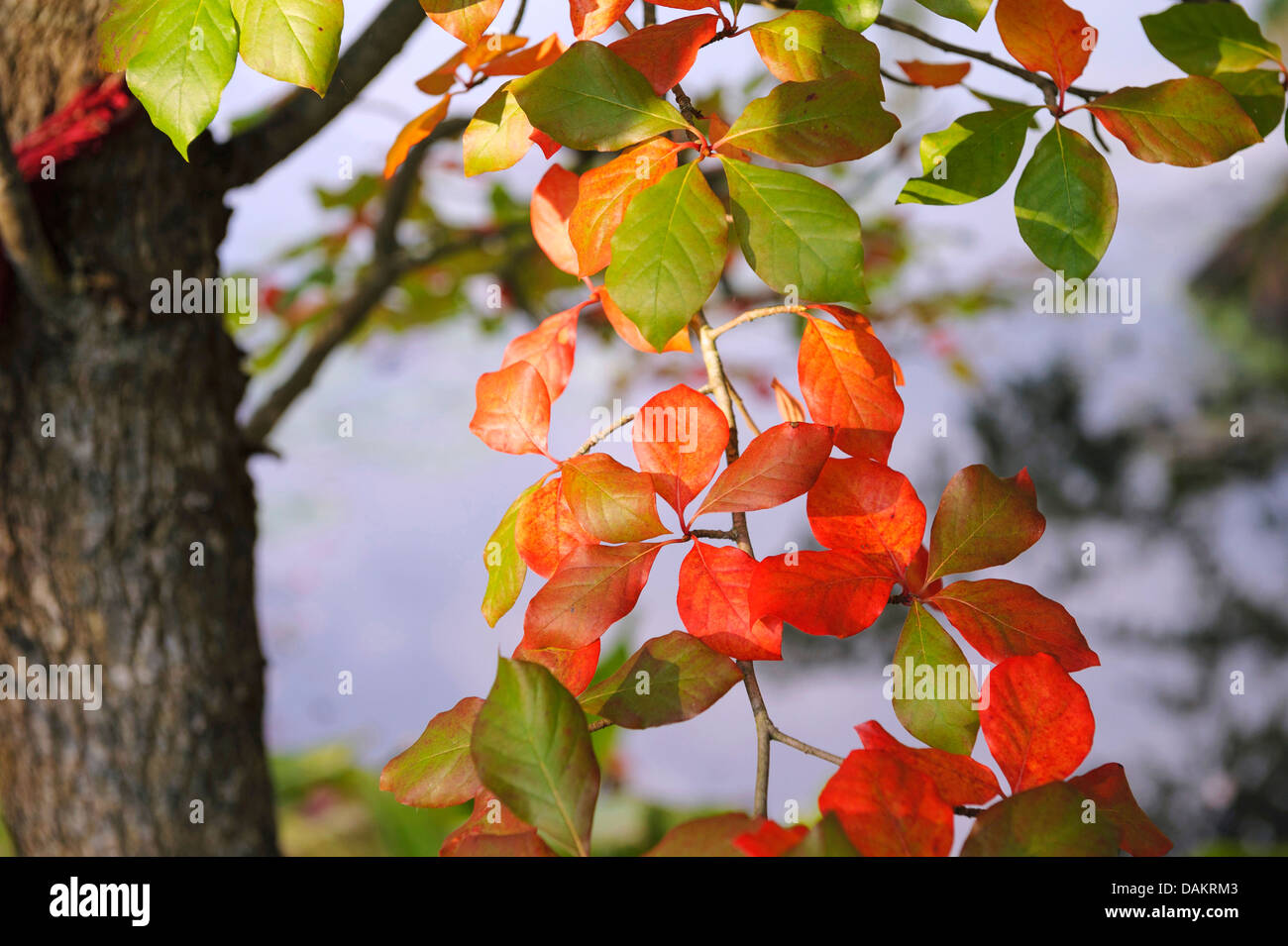 Black gum, Black tupelo, Sour gum (Nyssa sylvatica), autumn leaves ...