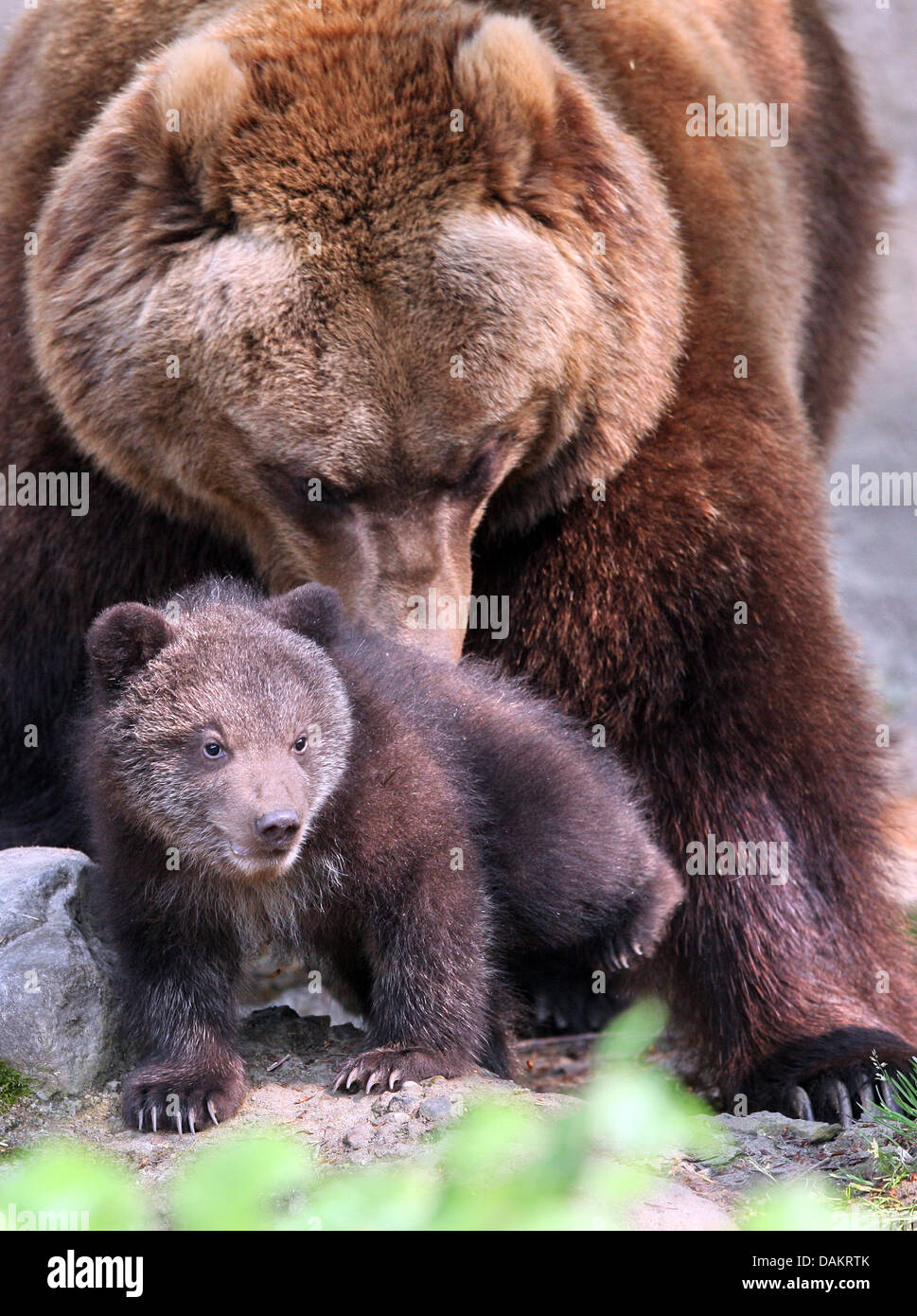 One of two brown bear offsprings discovers with her mother, Mascha, the ...