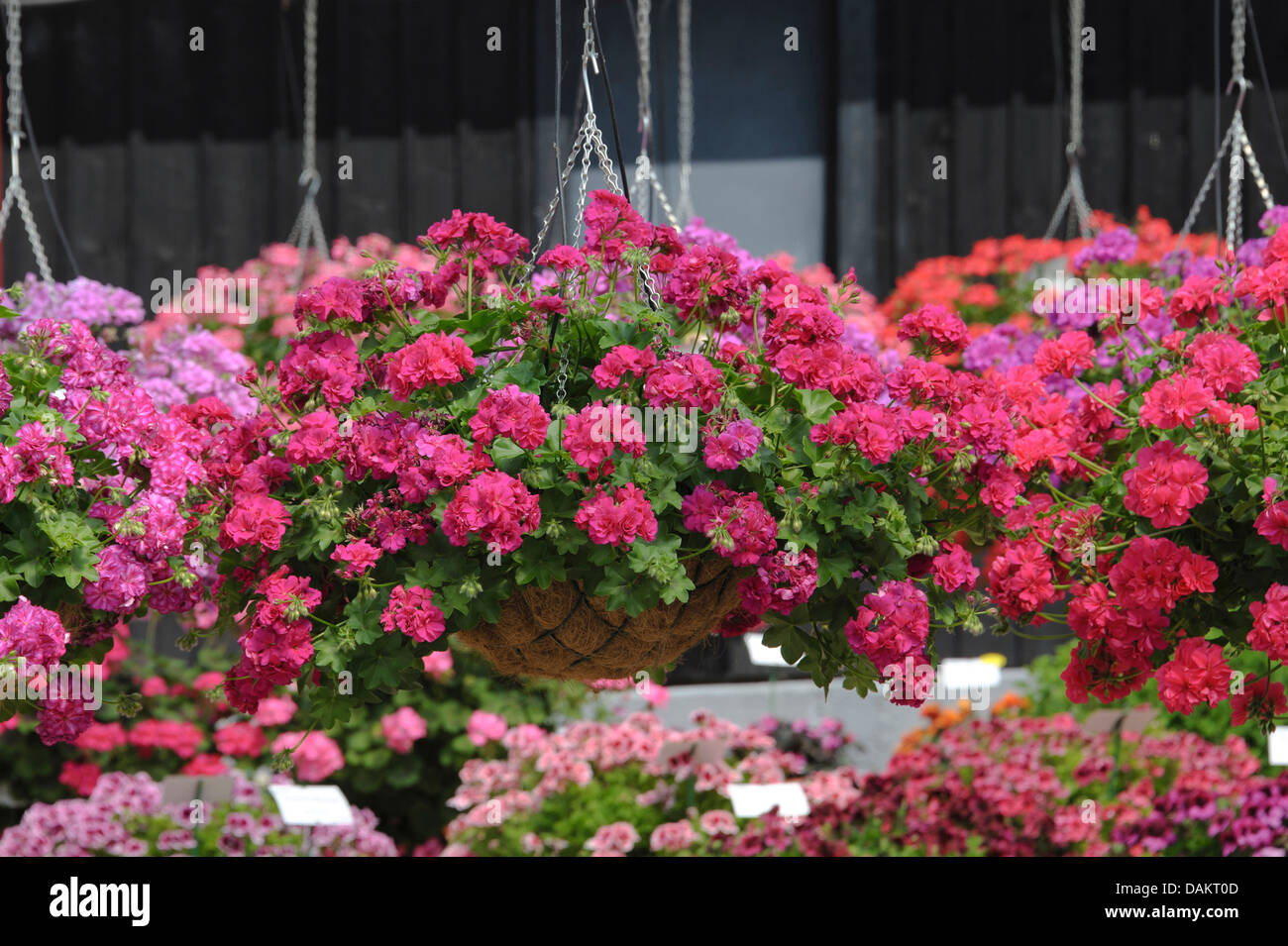Pelargonium peltatum hi-res stock photography and images - Alamy