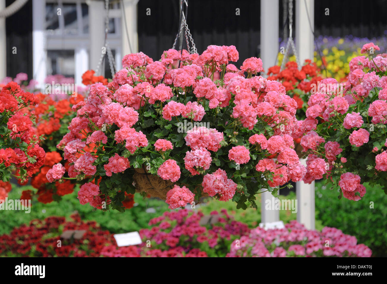 Pelargonium peltatum hi-res stock photography and images - Alamy