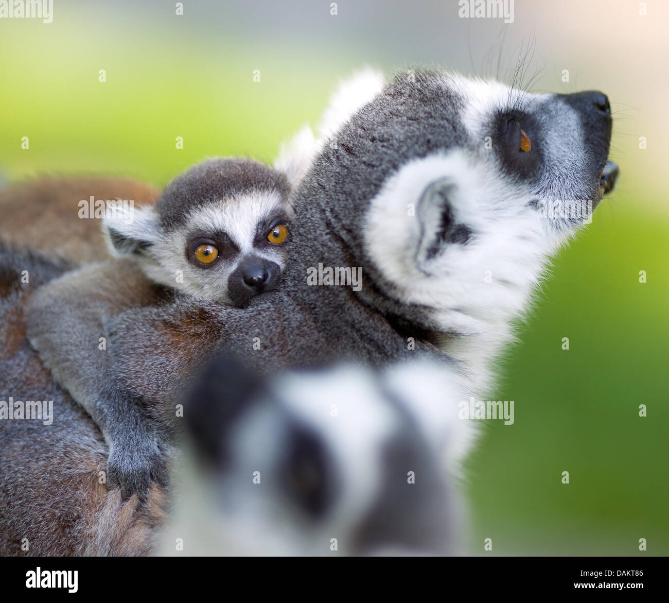 Germany and madagascar hi-res stock photography and images - Alamy