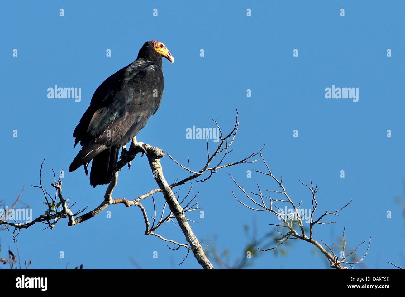 Greater yellow headed vulture hi-res stock photography and images - Alamy