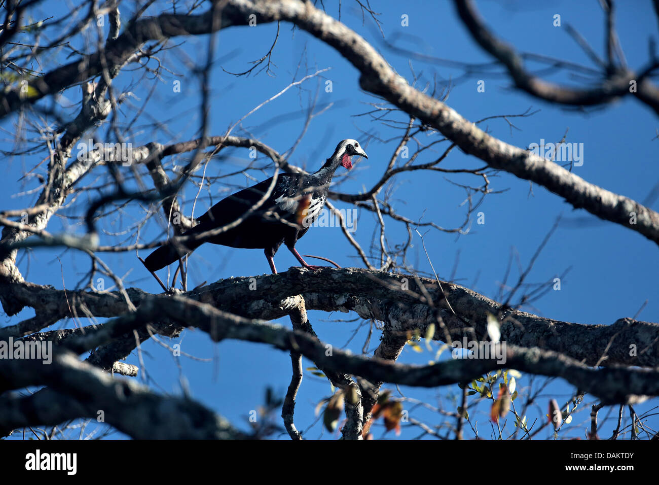 Pipile cujubi hi-res stock photography and images - Alamy