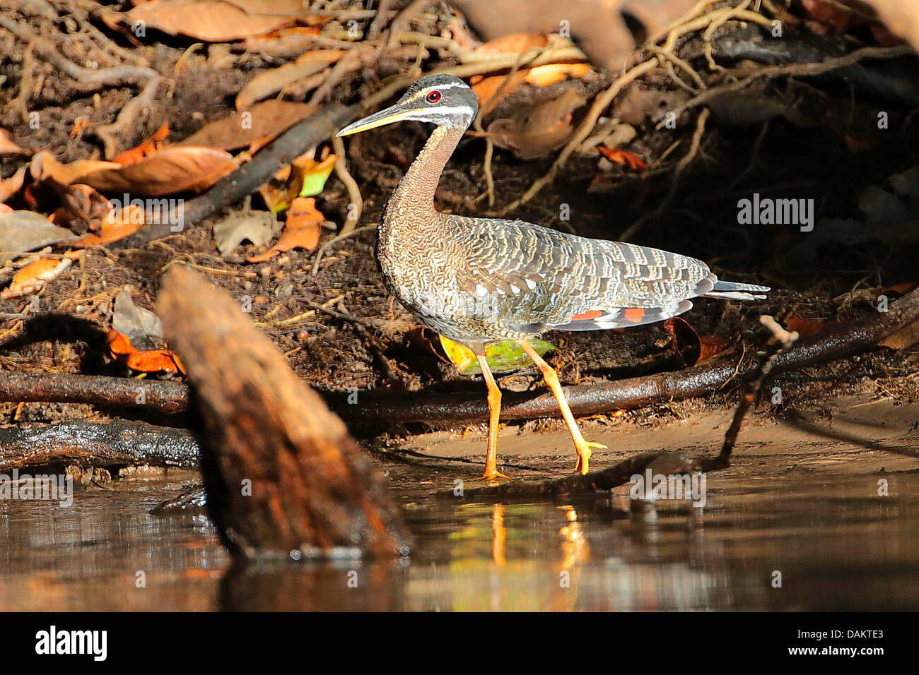 sun-bittern, sunbittern (Eurypyga helias), standing in shallow water at ...