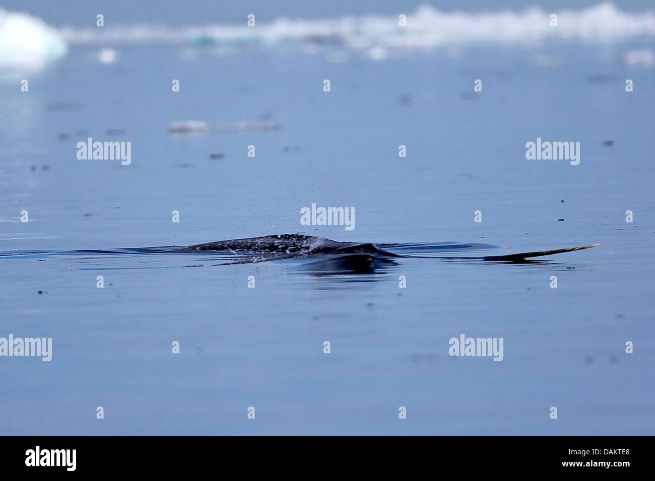Narwhal hi-res stock photography and images - Alamy