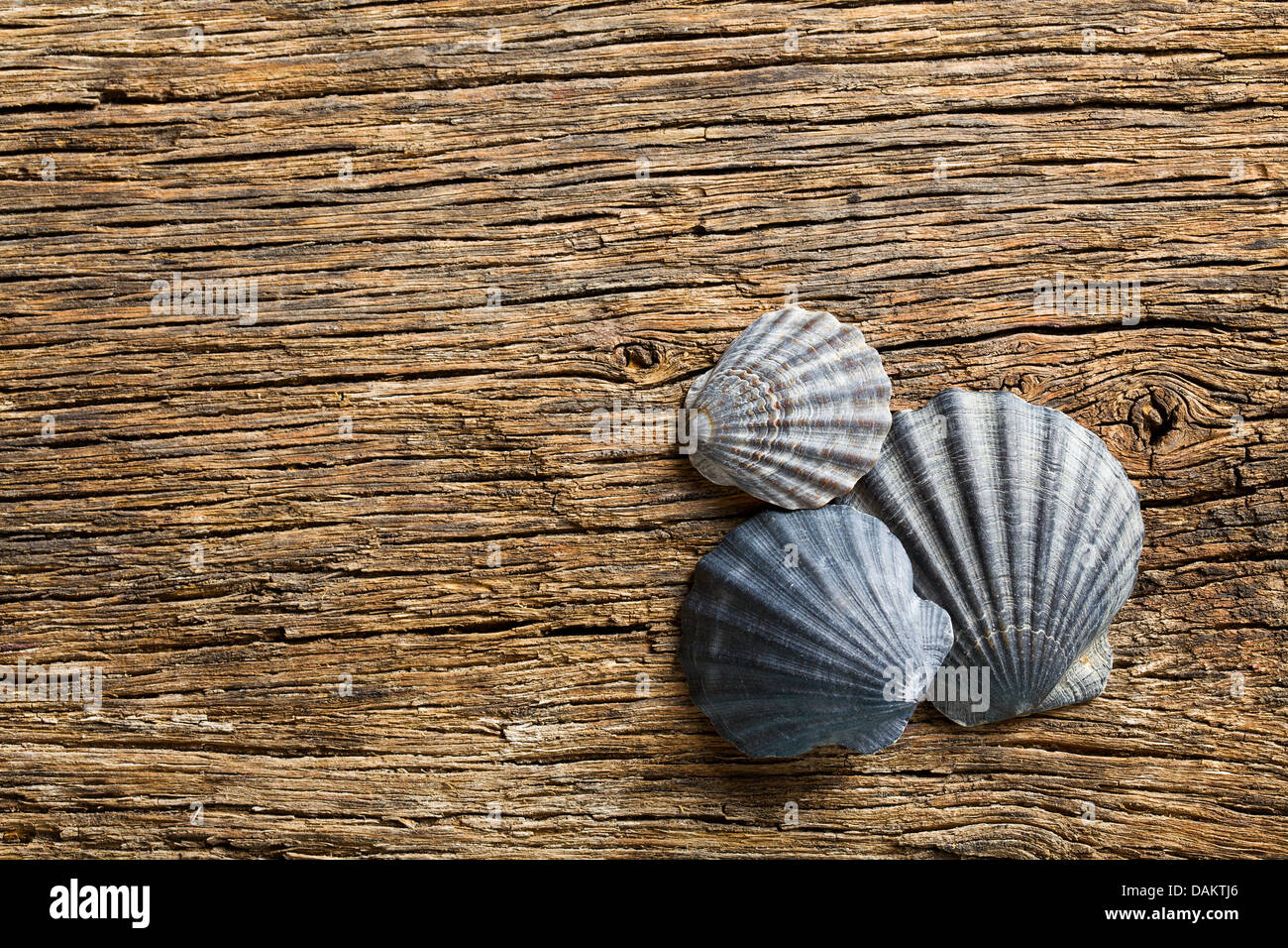the sea shells on old wooden table Stock Photo - Alamy