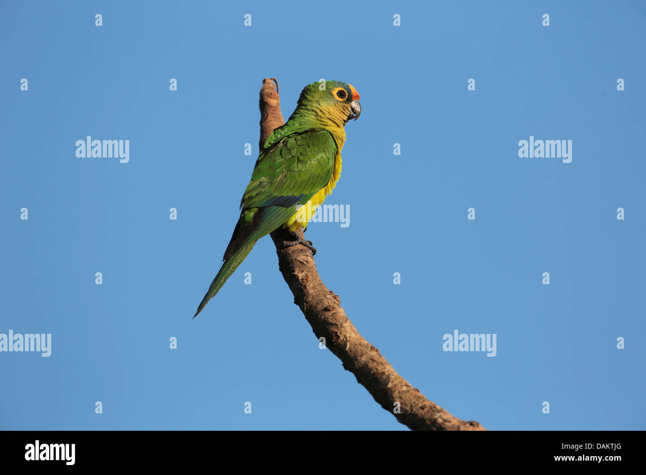 peach-fronted conure, peach-fronted parakeet (Aratinga aurea), on a ...