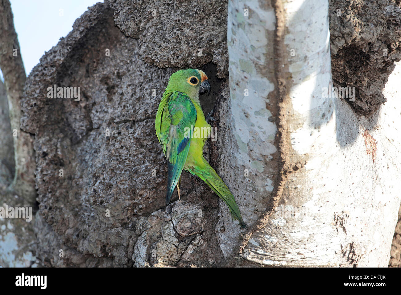 peach-fronted conure, peach-fronted parakeet (Aratinga aurea), at tree ...