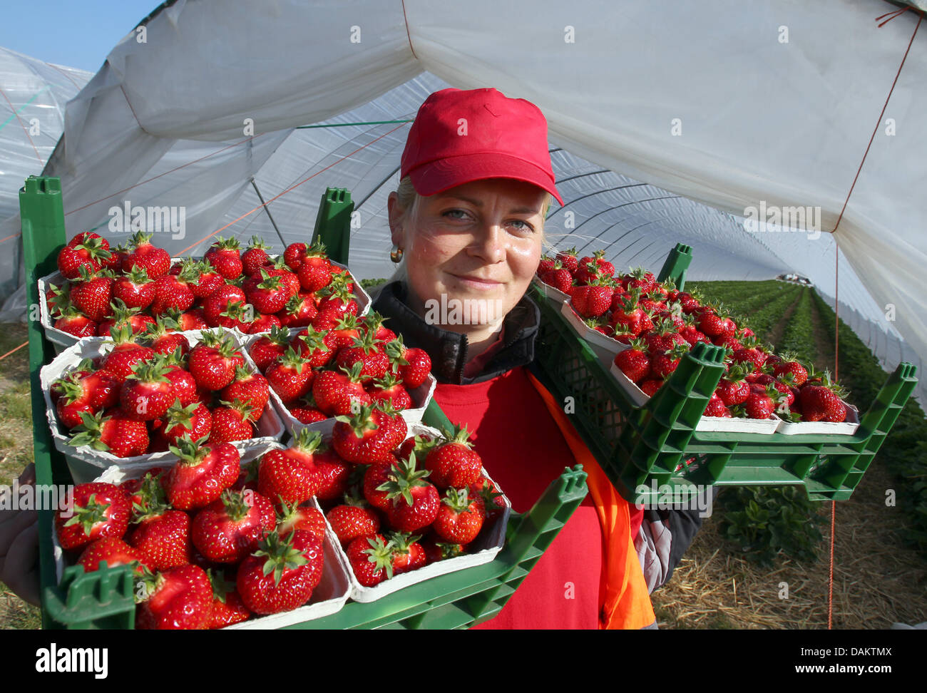 Karls strawberry farm hi-res stock photography and images - Alamy