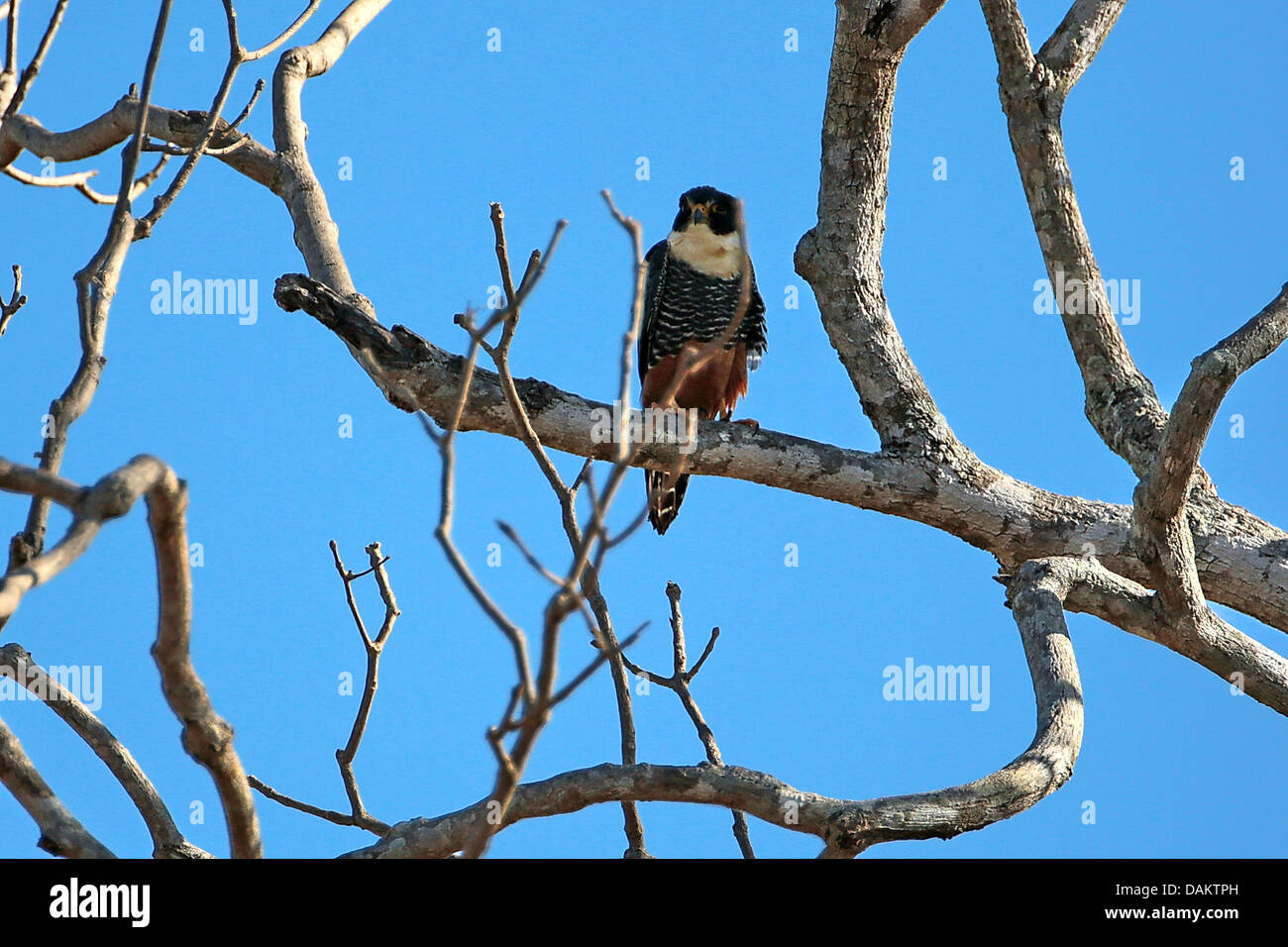Pantanal falcon hi-res stock photography and images - Alamy
