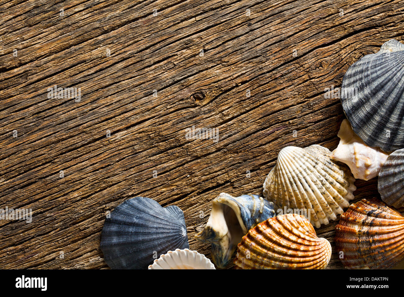 Nature table shell hi-res stock photography and images - Alamy