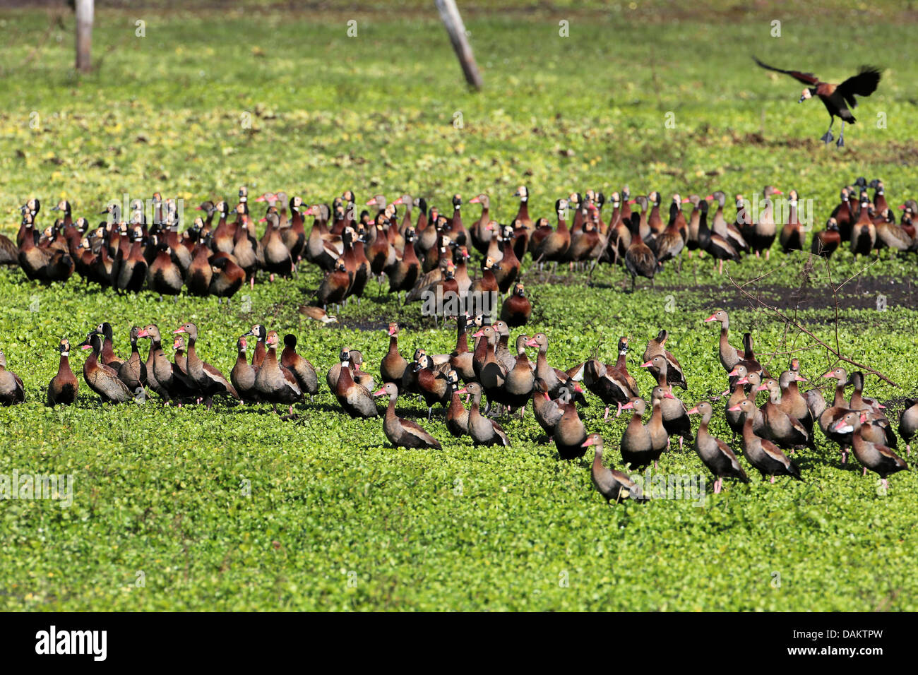 Red billed tree duck hi-res stock photography and images - Alamy