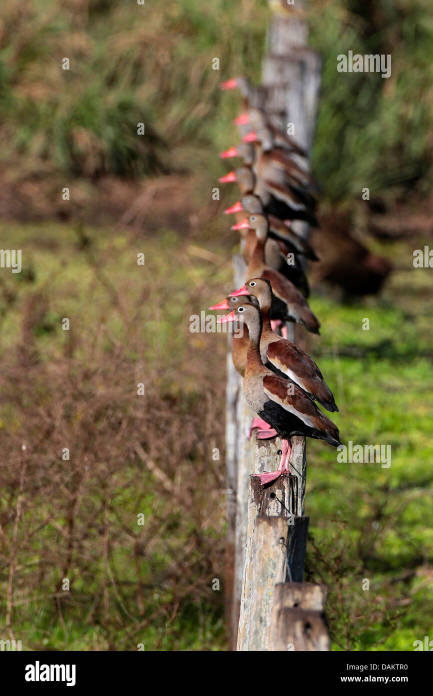 Duck behind fence hi-res stock photography and images - Alamy