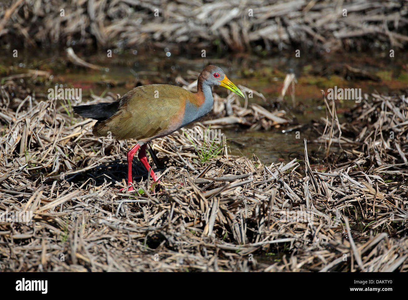 Giant Wood Rail (Aramides ypecaha), on shore, Brazil, Mato Grosso do ...
