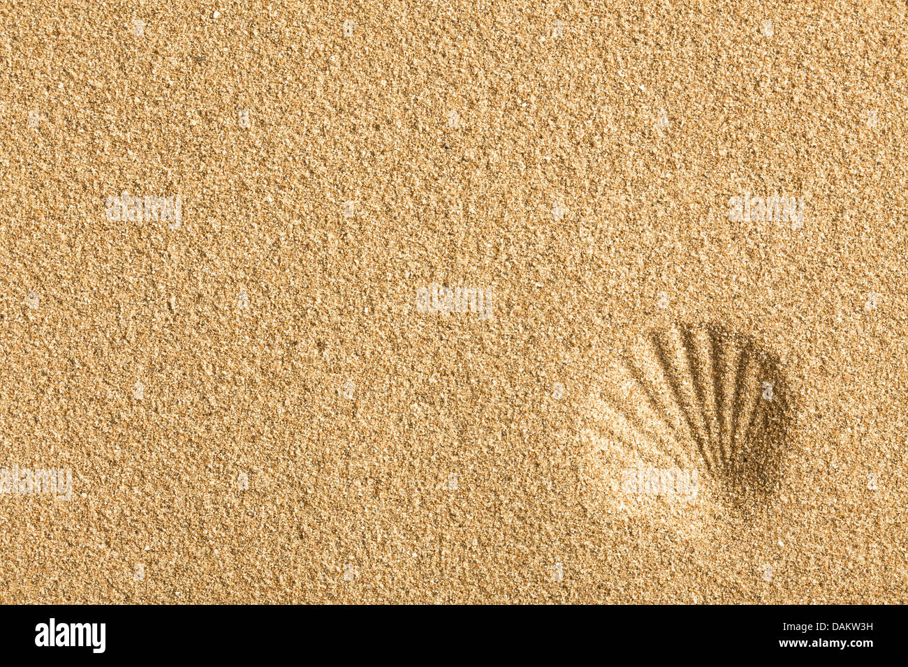Nautilus shell on beach hi-res stock photography and images - Alamy