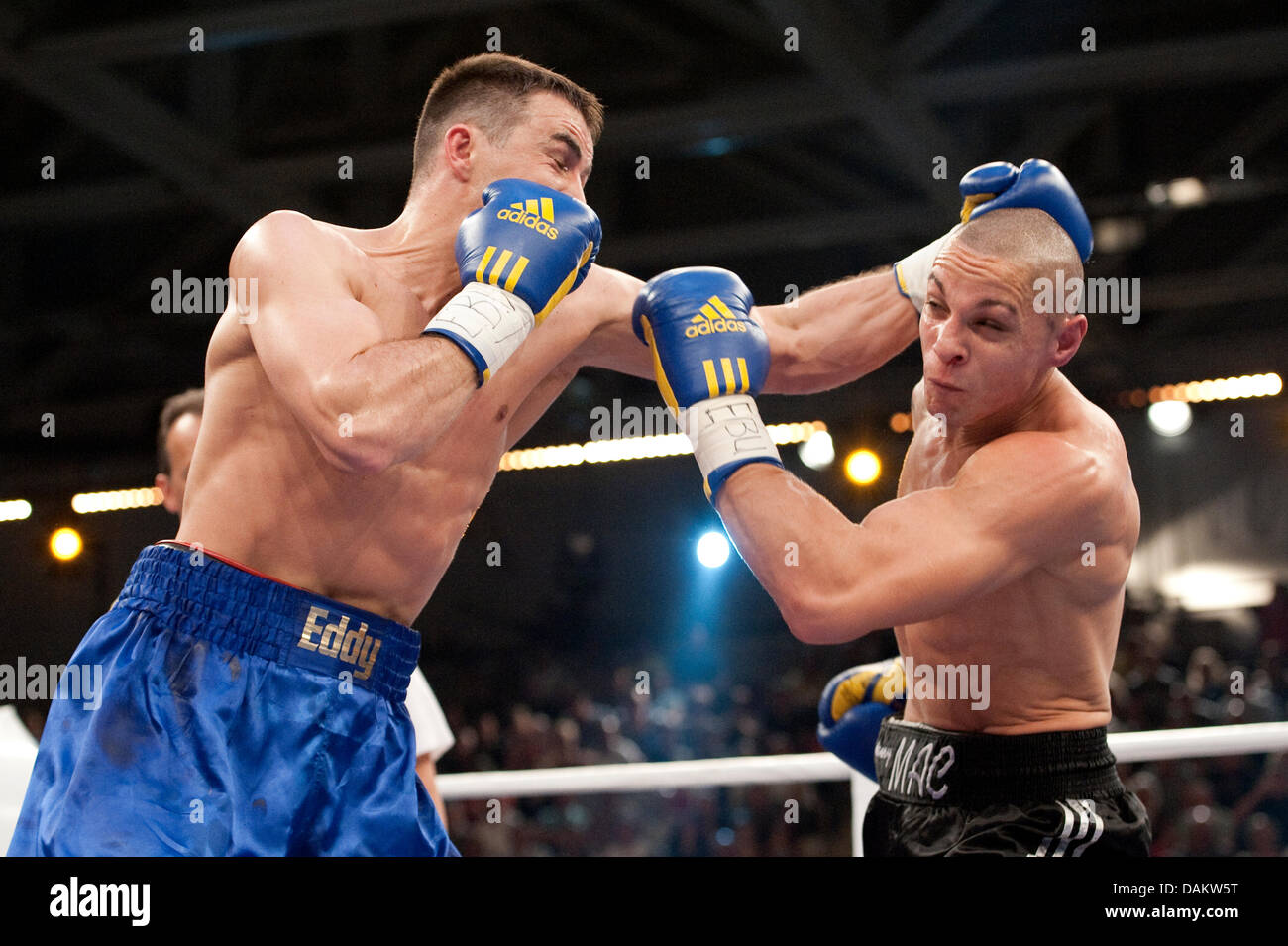 English boxer hi-res stock photography and images - Alamy