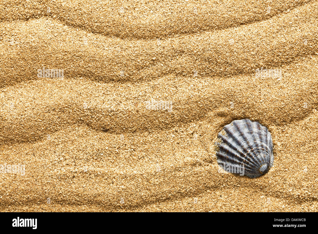 the sea shell on sand Stock Photo - Alamy