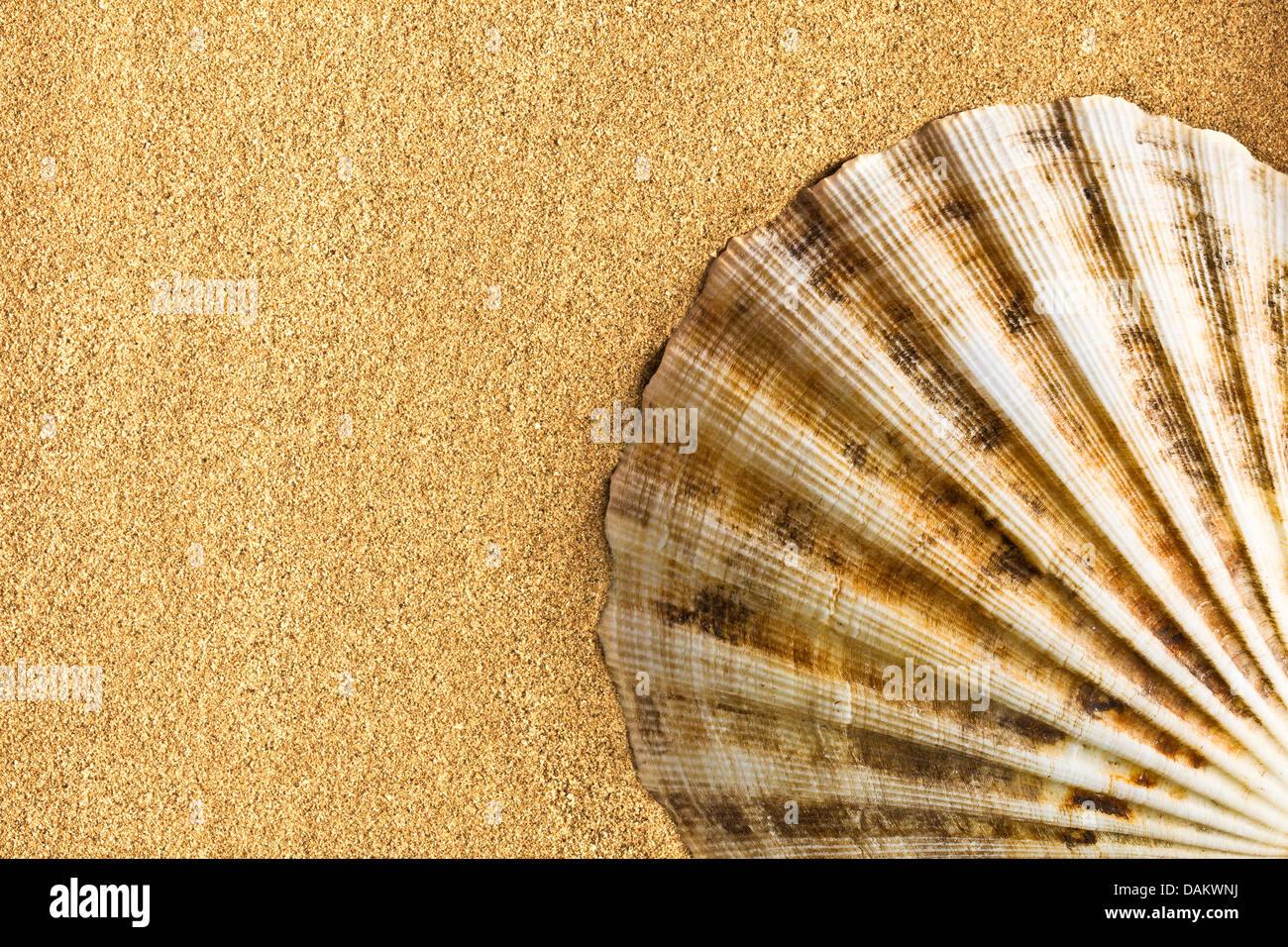 the sea shell on sand Stock Photo - Alamy