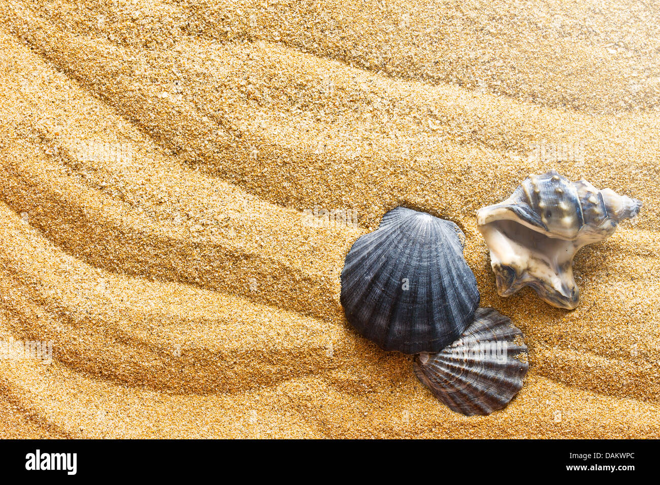 the sea shells on sand Stock Photo - Alamy