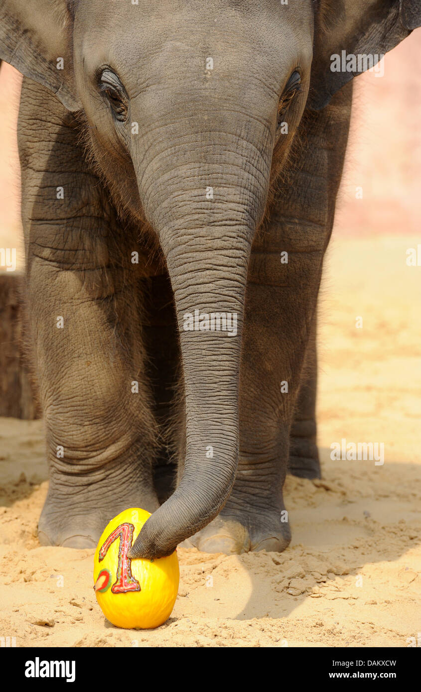 Elephant birthday hi-res stock photography and images - Alamy