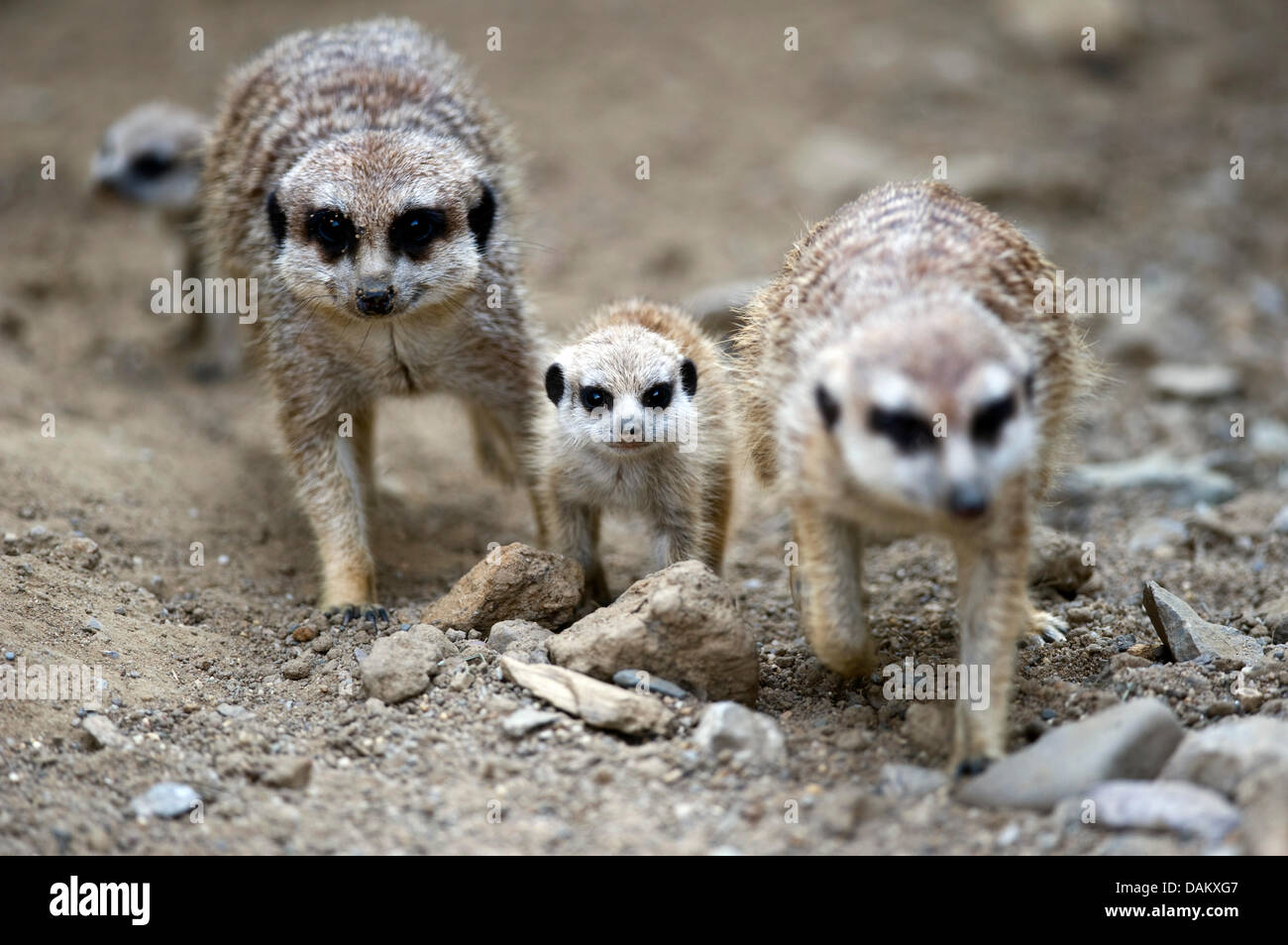A young meerkat sit between his parents in their enclosure at the zoo ...