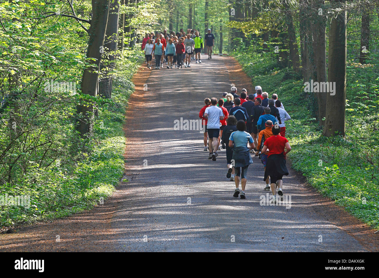 joggers on forest path, Belgium, Hallerbos Stock Photo - Alamy