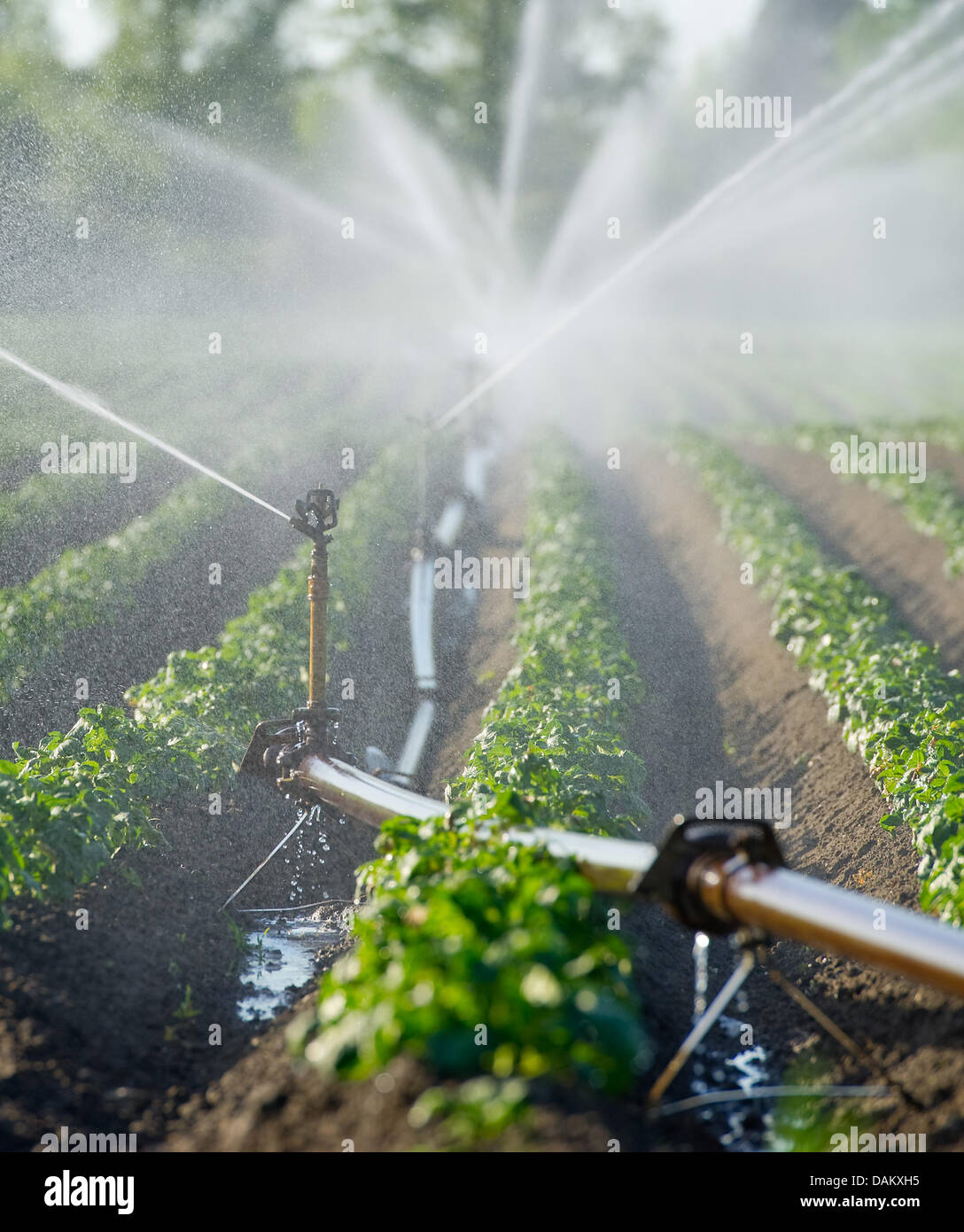 A field is watered with sprinkles in Ludwigshafen, Germany, 9 May 2011 ...