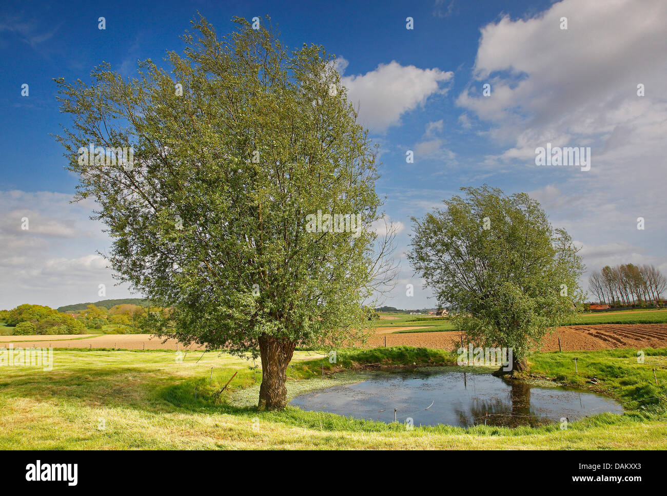White willow (Salix alba), Pollard willows along pool in the morning ...