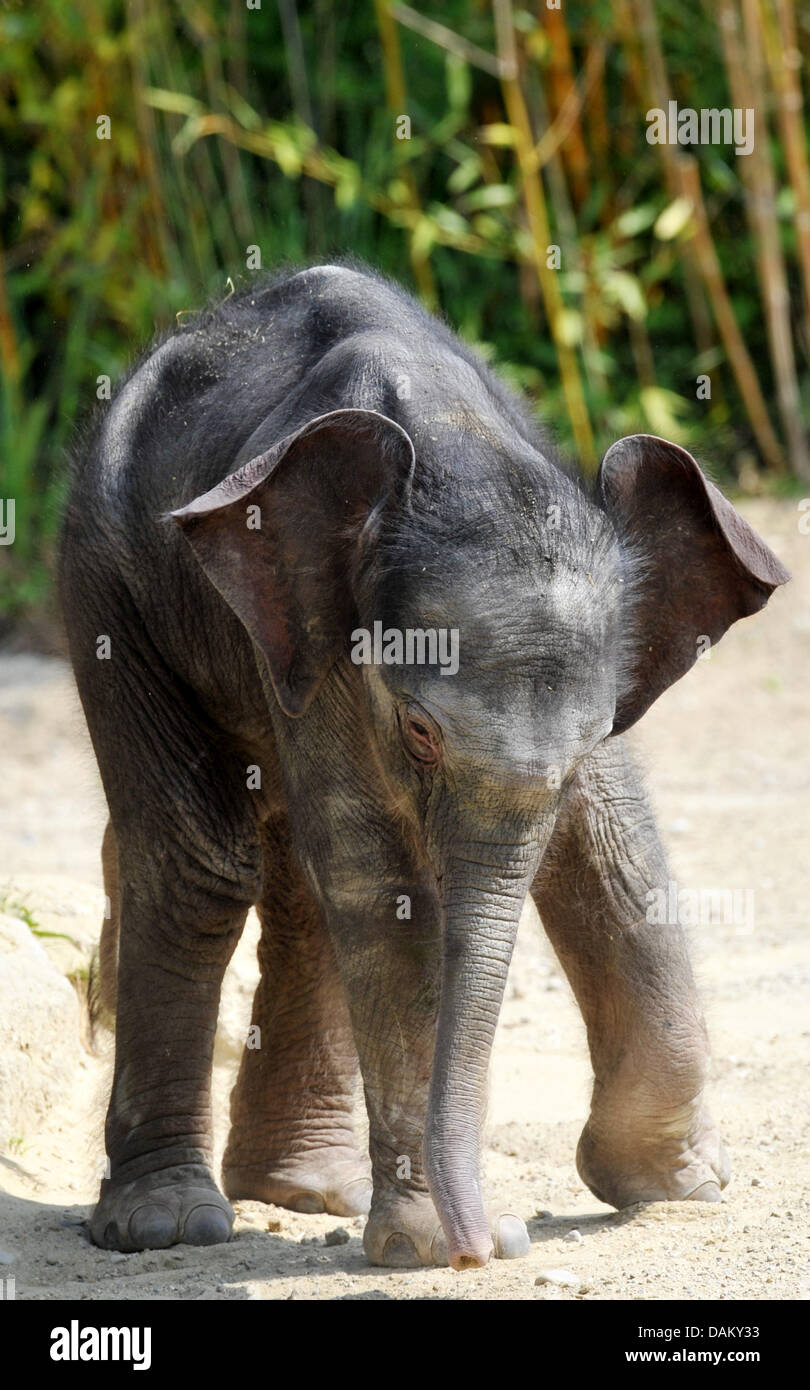 The new elephant baby walks through the enclosure for the first time at ...
