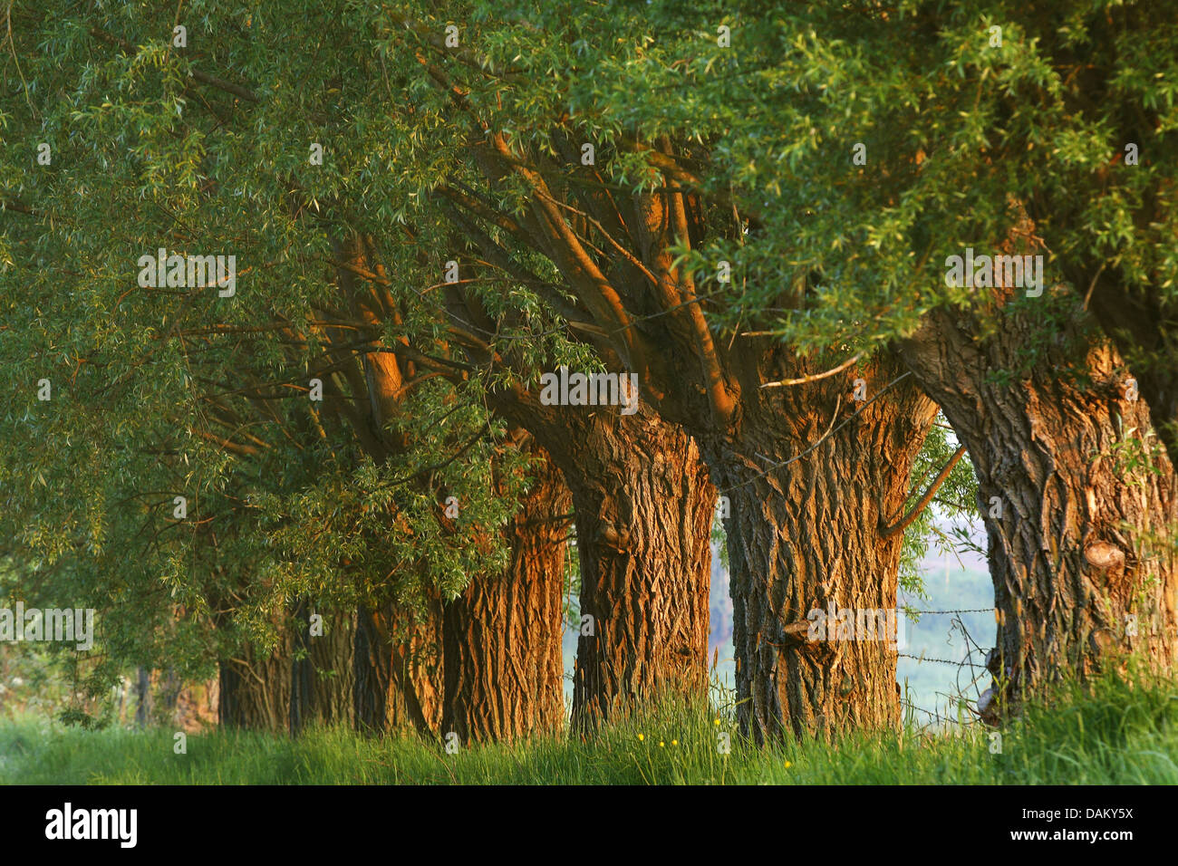willow, osier (Salix spec.), row of willow in morning light, Belgium ...