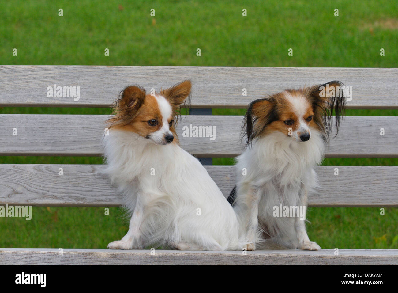 Papillon (Canis lupus f. familiaris), two Papillons sitting on a park ...