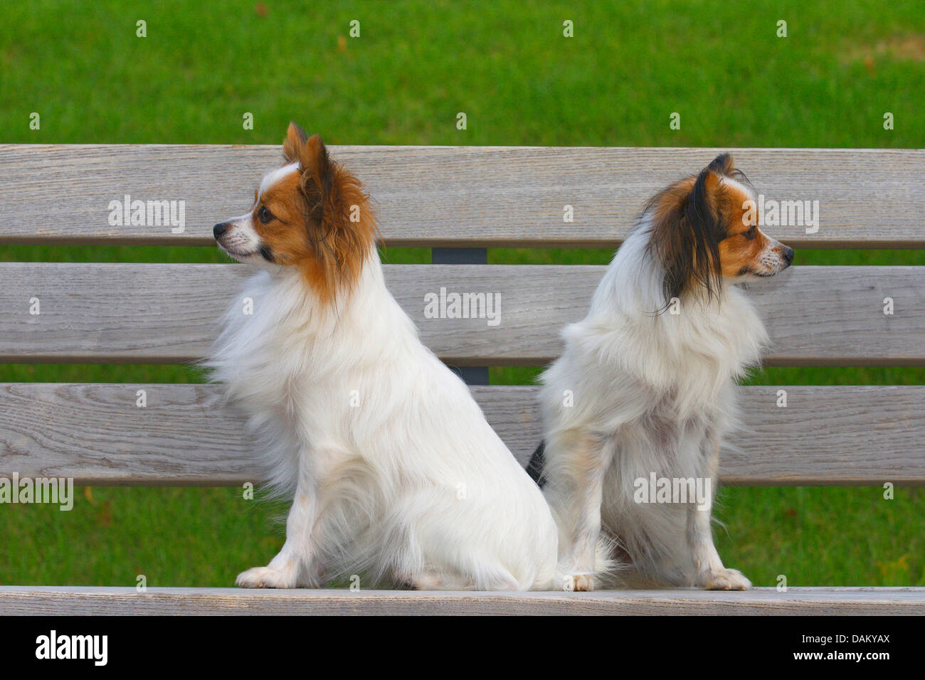 Papillon (Canis lupus f. familiaris), two Papillons sitting on a park ...