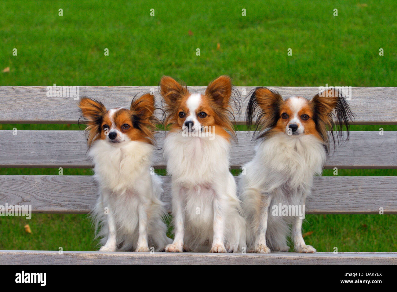 Papillons papillon hi-res stock photography and images - Alamy