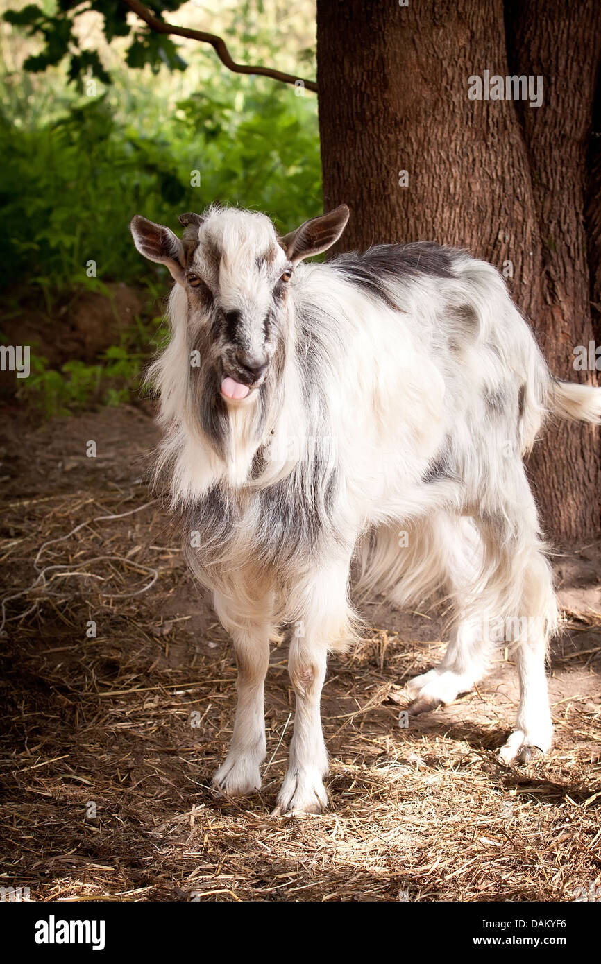 White male goat hi-res stock photography and images - Alamy